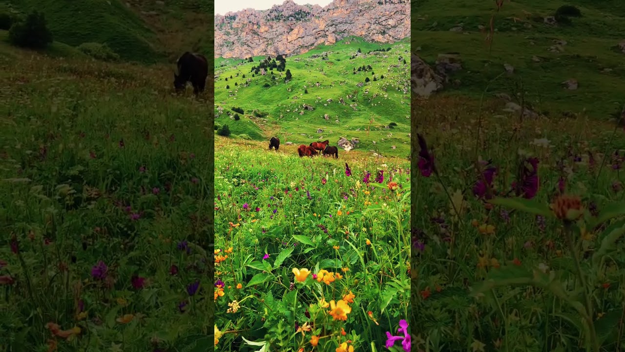 Daskesen rayonu - YouTube