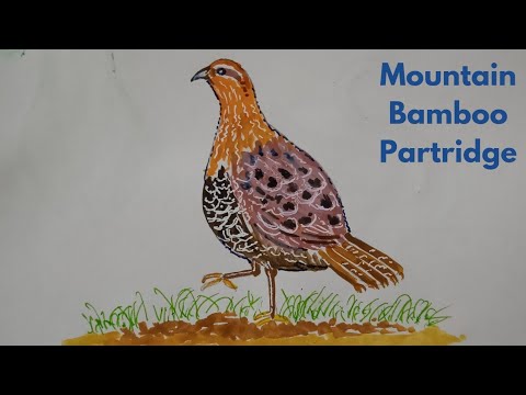 How To Draw A Mountain Bamboo Partridge? # Bird Animal # Partridge ...