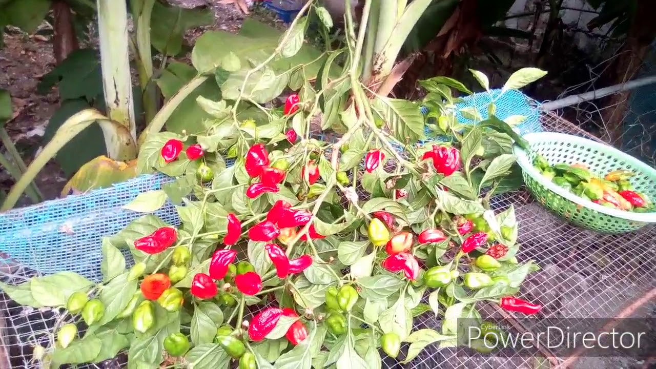 SILING DEMONYO/ DEVIL'S PEPPER (GAANO KAHALANG ITO / HOW SPICY IS IT ...