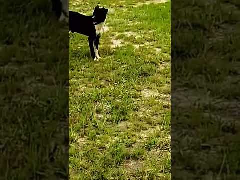 pitbull vs lion