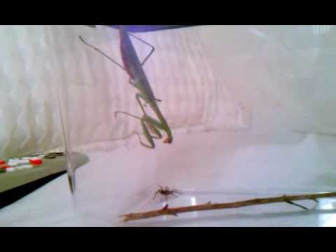 Praying Mantis Attacks a Wolf Spider - YouTube