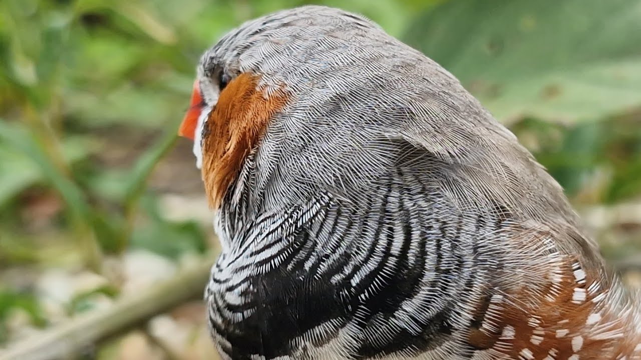 Please turn around, turn around and love me , Zebra finches singing ...