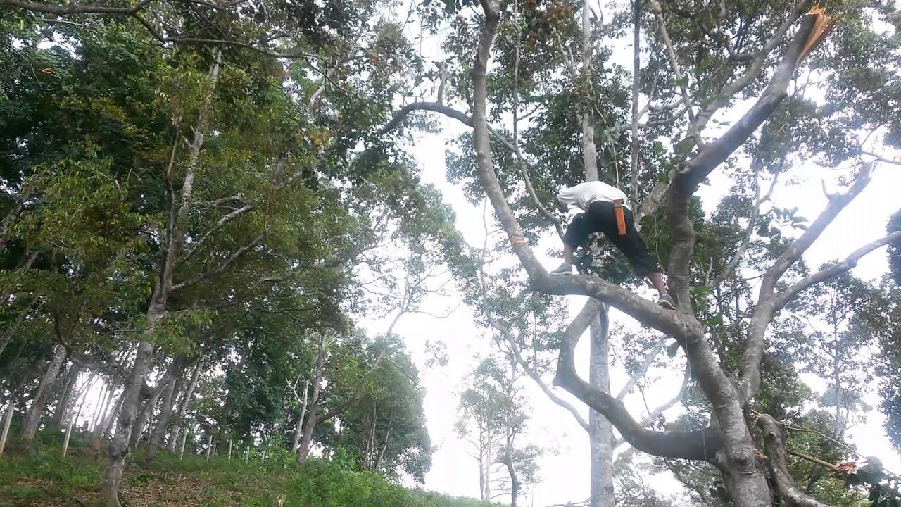 Rambutan Pruning Near Misses Accident - YouTube