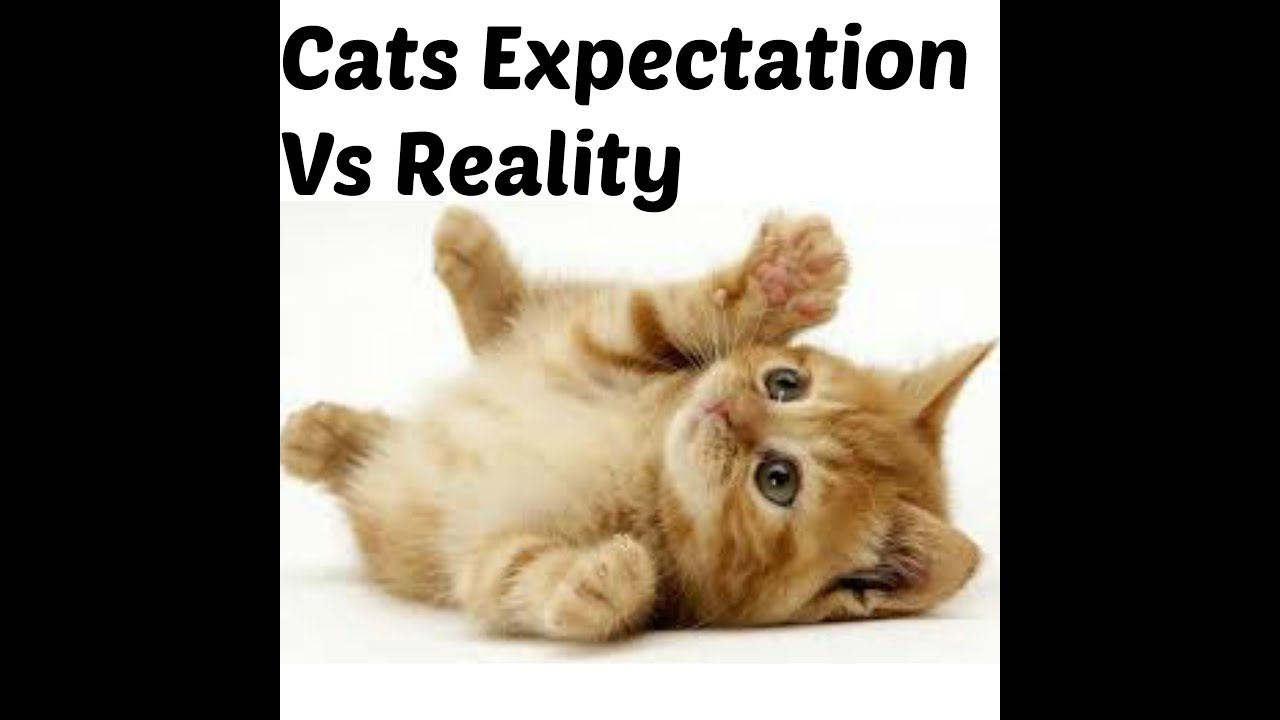 Cats Expectation Vs Reality - YouTube