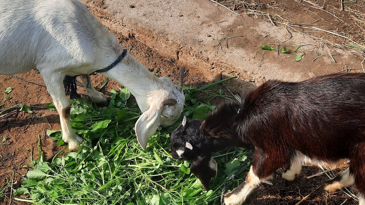 Beautiful Nachi Goat Nachi Bakri World Bigest Goat Nachi Breed - YouTube