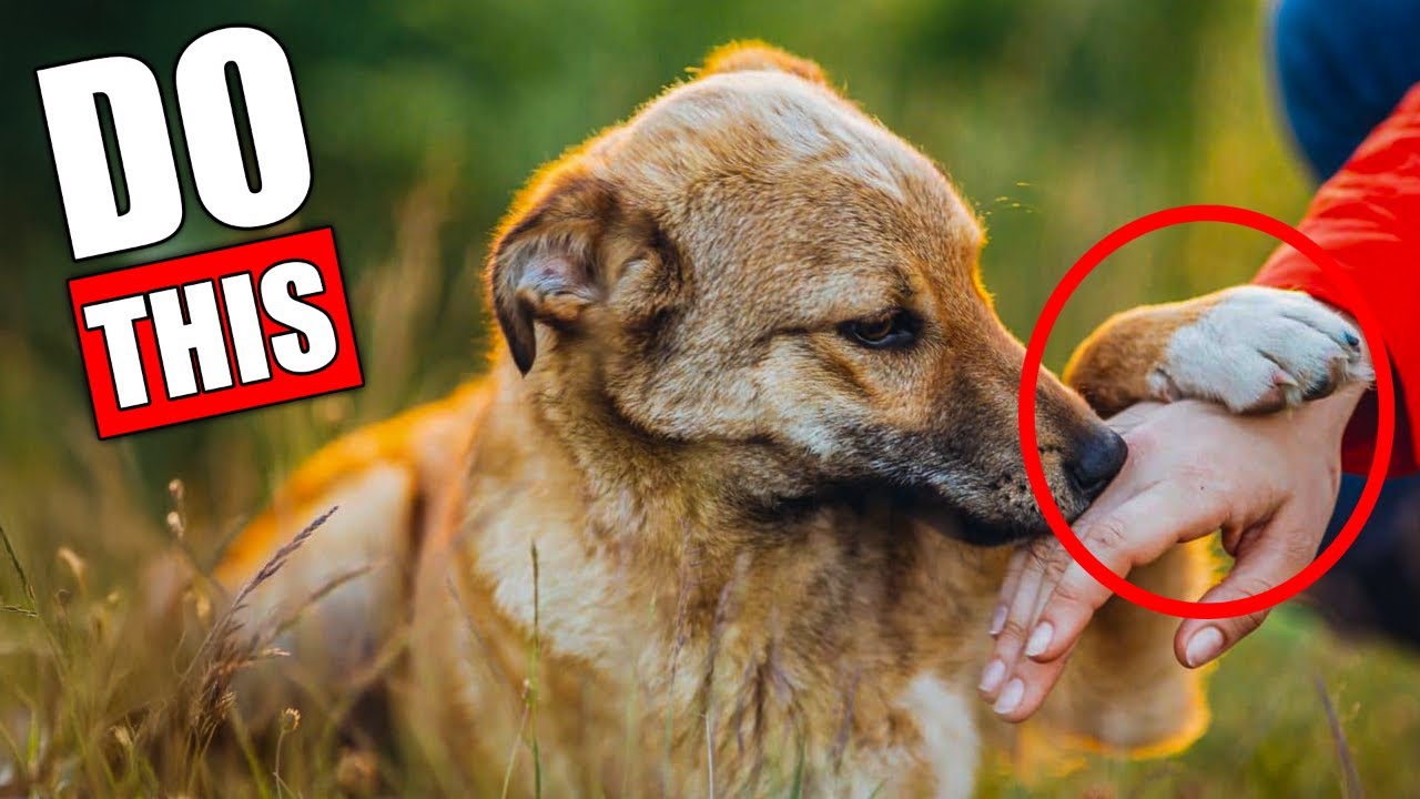 10 Things Your Dog Will ALWAYS Remember - YouTube