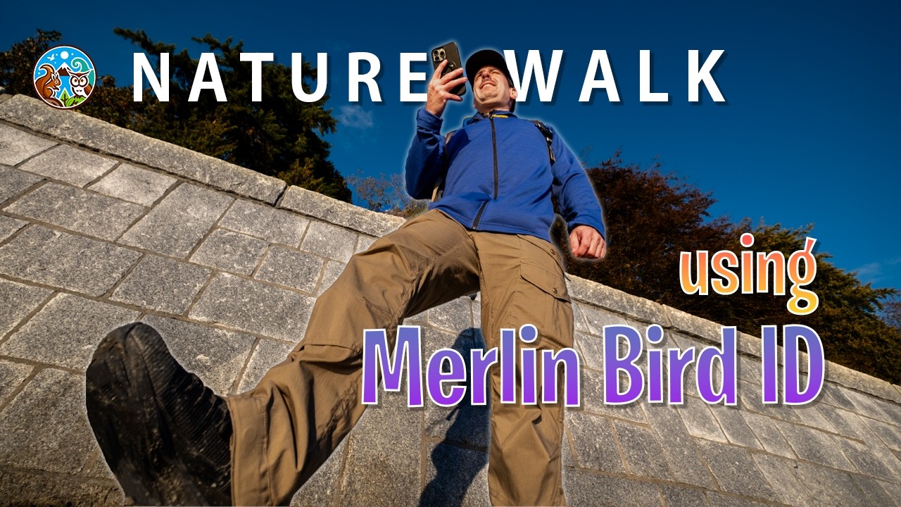 Nature walk using Merlin Bird ID in Stanley Park - YouTube