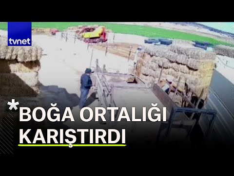 Kızgın boğa ortalığı birbirine kattı!