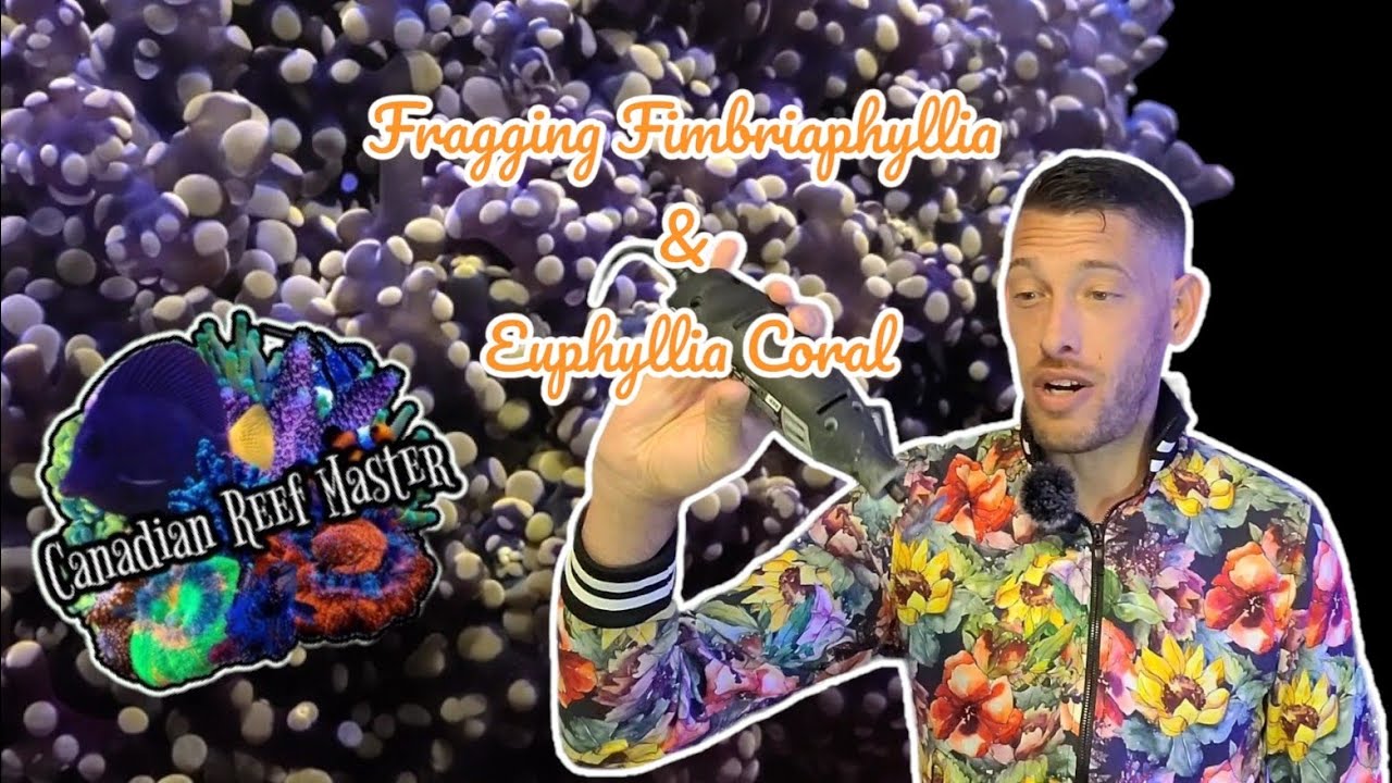 Fragging Fimbriaphyllia and Euphyllia Coral! Rare Indonesians ORange ...