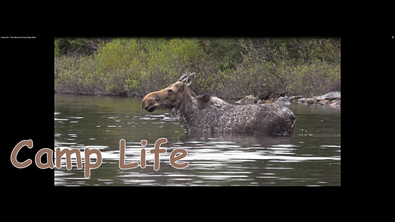 Camp Life - Fish, Moose & a Good Days Work - YouTube
