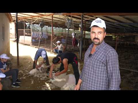Koyunların Verimliliği İçin Kırkım Süreci