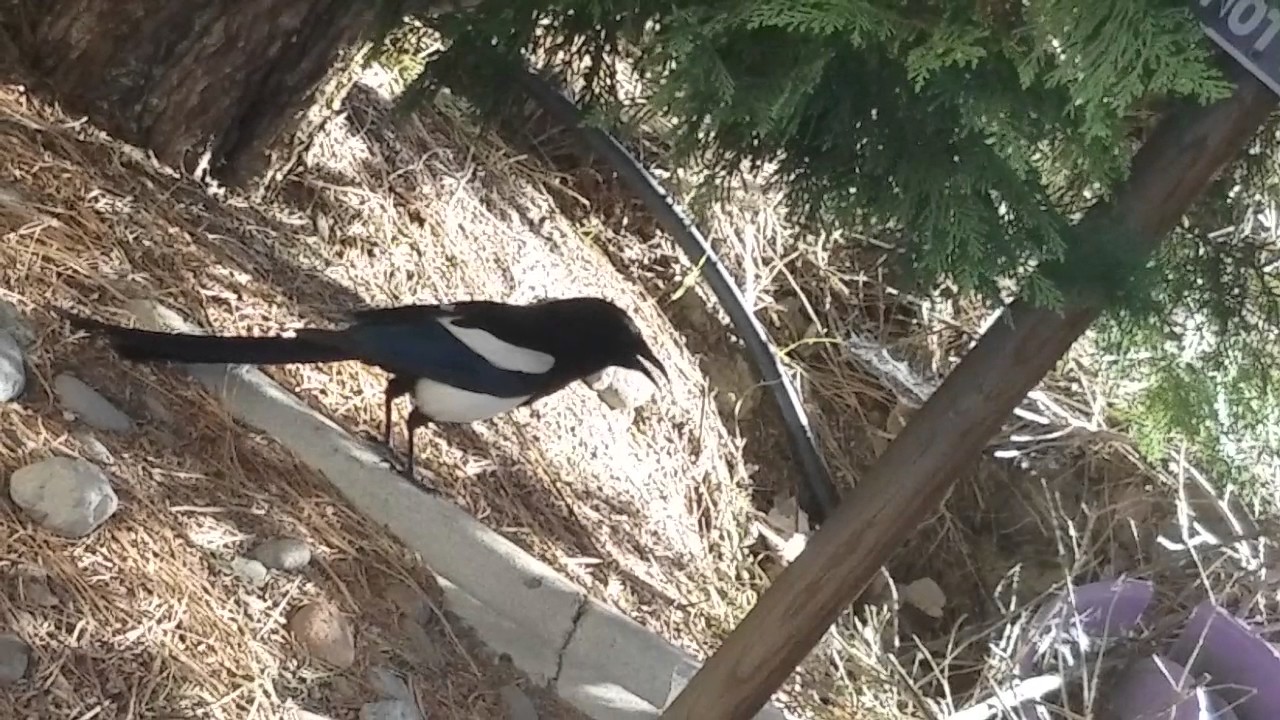 Magpie singing (Reno, NV) - YouTube