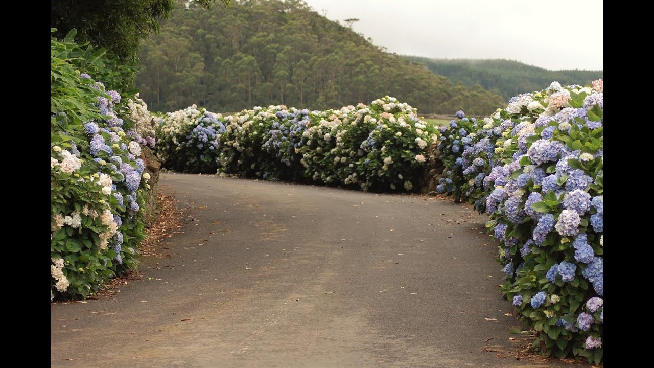 PICO MATIAS SIMÃO ALTARES TERCEIRA - YouTube