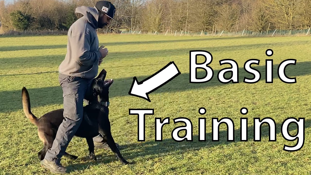 Obedience training with young Belgian Malinois - YouTube