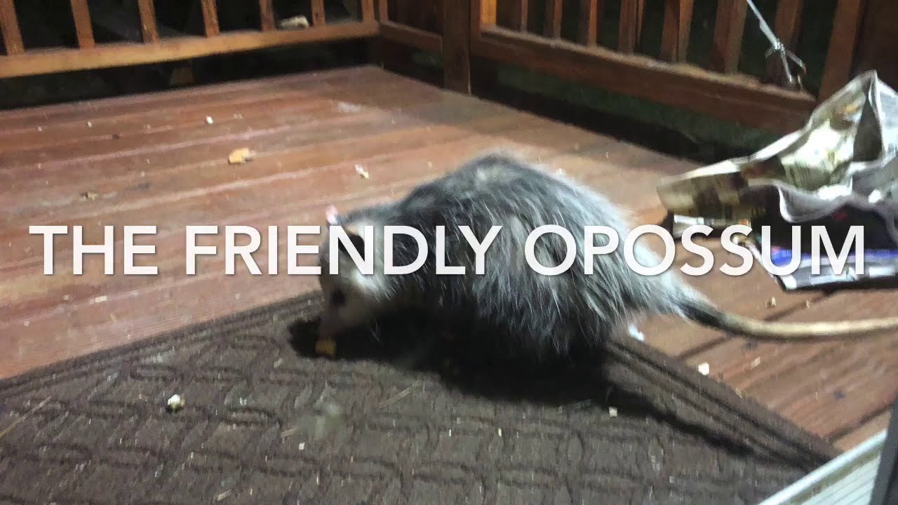The friendly opossum - YouTube