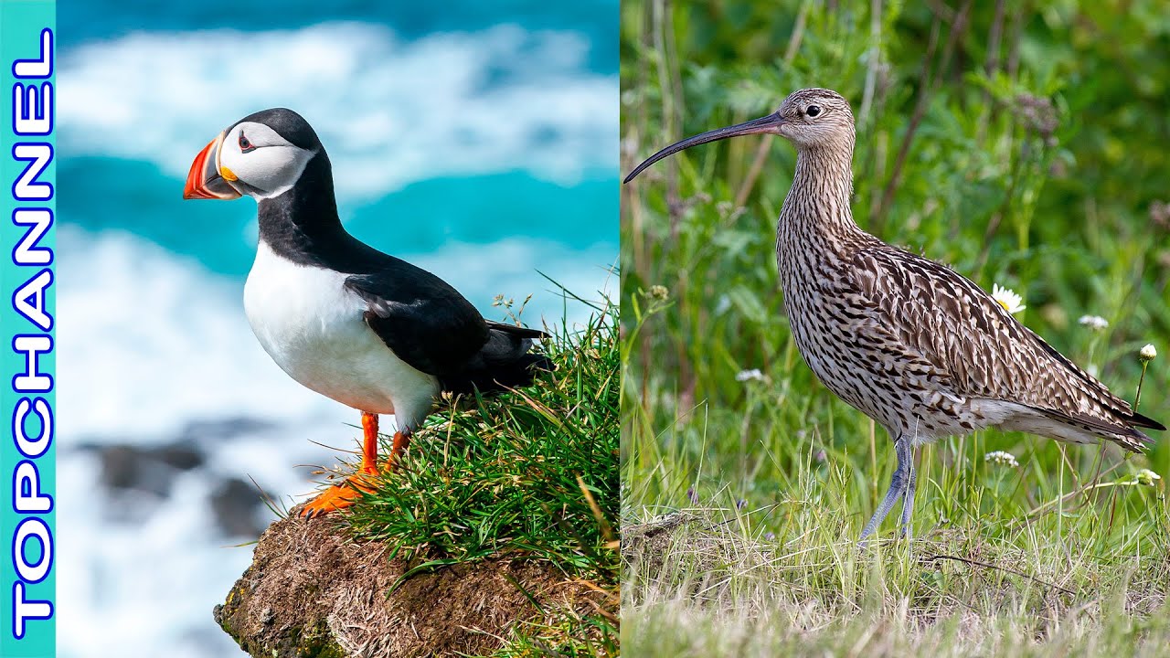 10 Especies de pájaros con los picos más asombrosos - YouTube