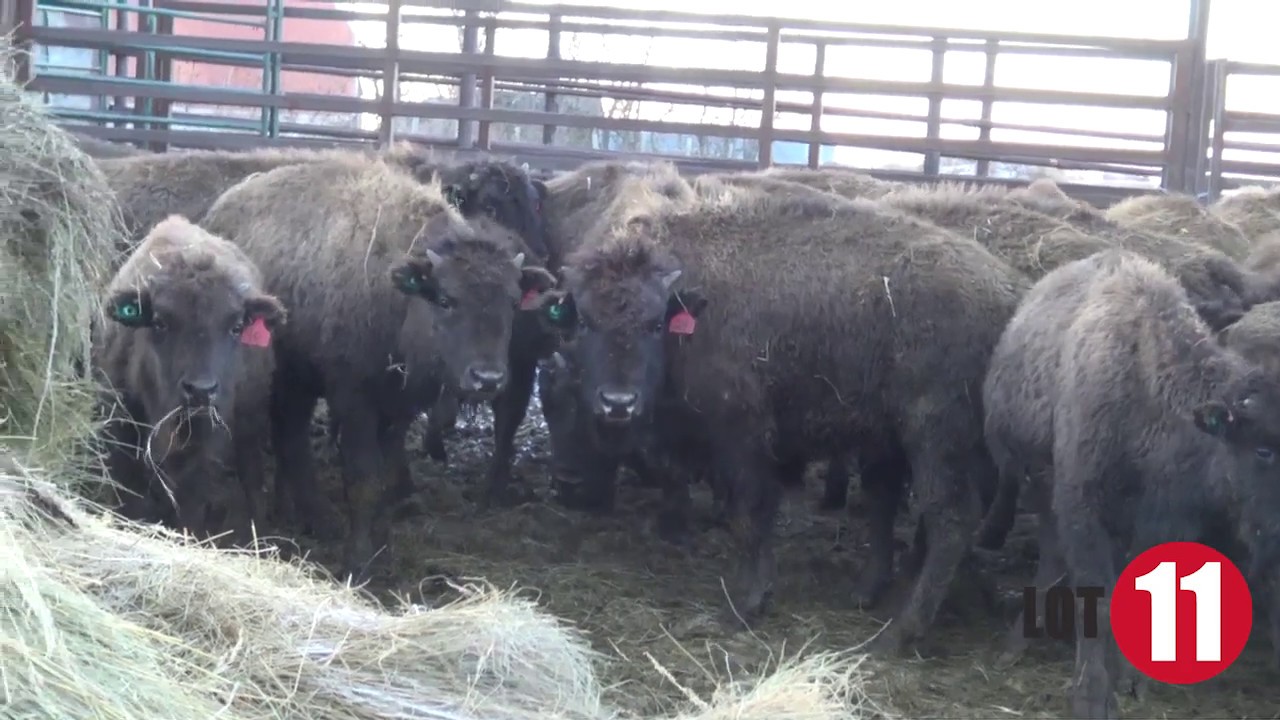 Lot 11 SWO Buffalo Farm Heifer Calves - YouTube