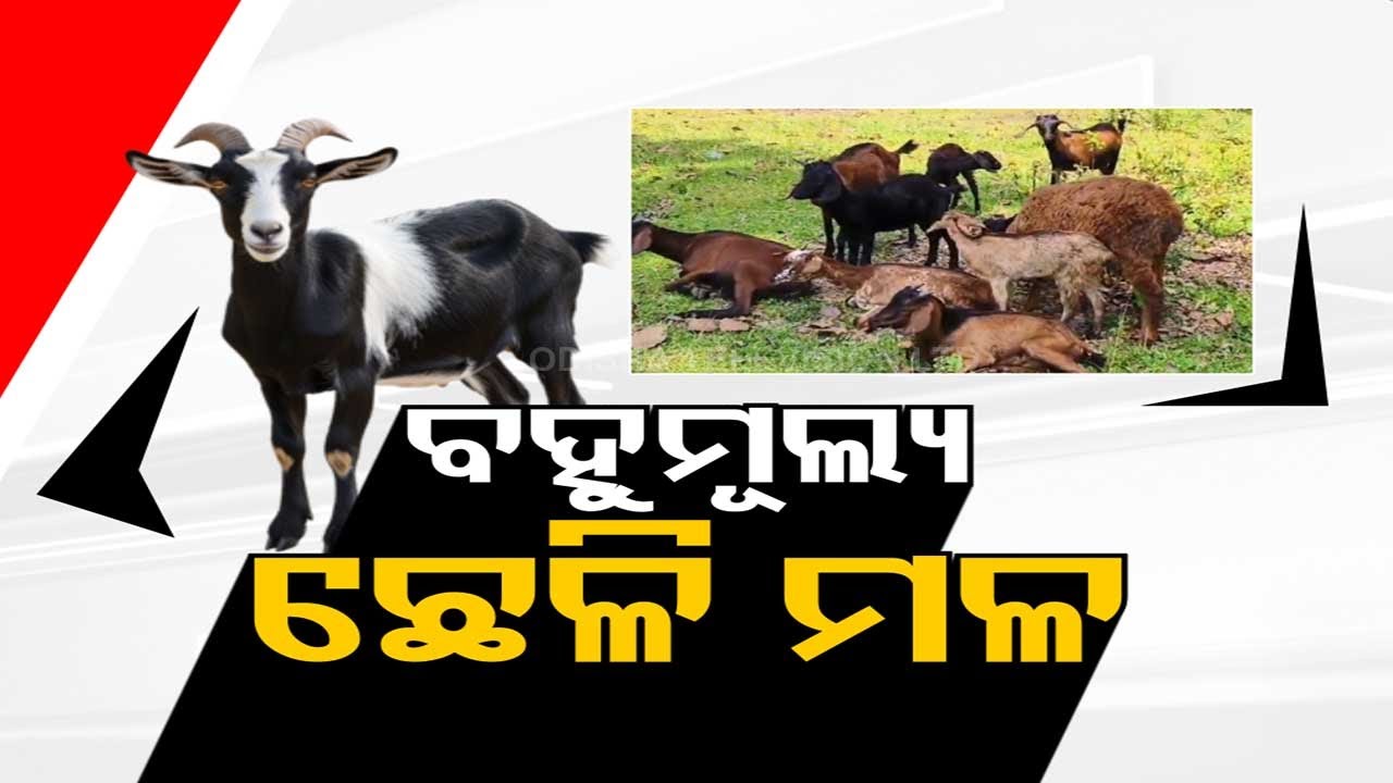 This Variety of Goat in Raighar Holds a lot of Health Benefits - YouTube