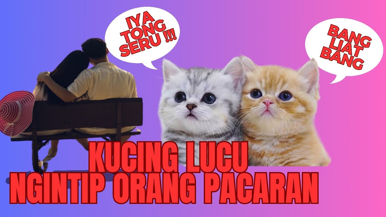 Kucing Lucu Ngintip Orang Pacaran - Kumpulan video dubbing hewan lucu ...