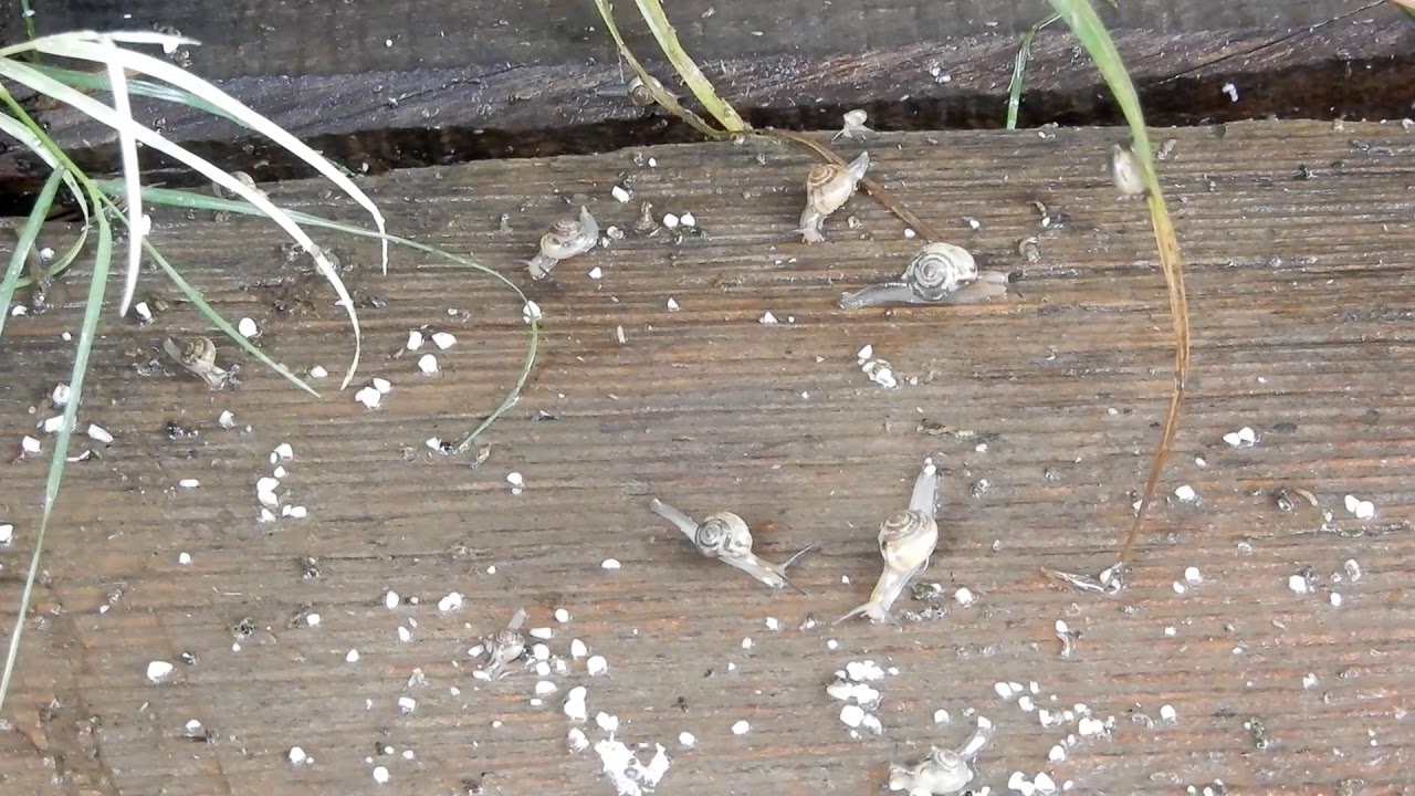 Small Snails in Garden || Himachal Pradesh, India - YouTube