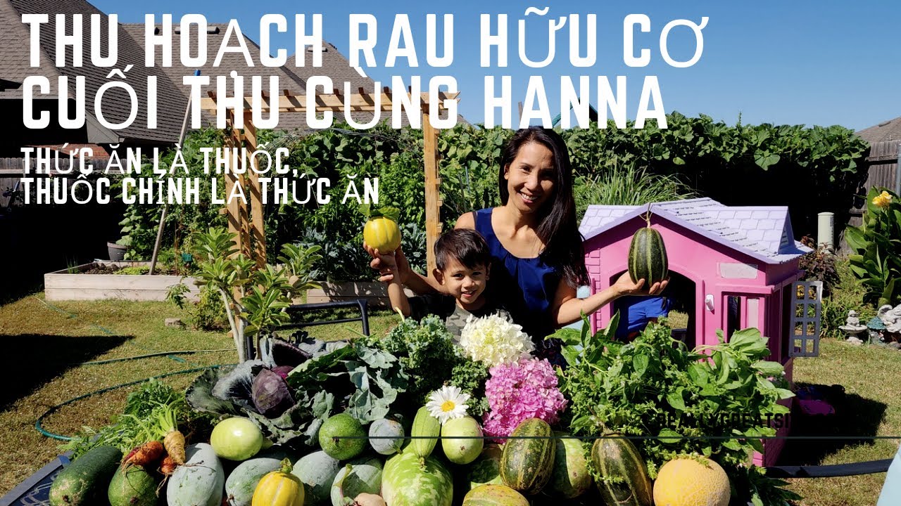 Thu hoach rau cuoi thu - YouTube