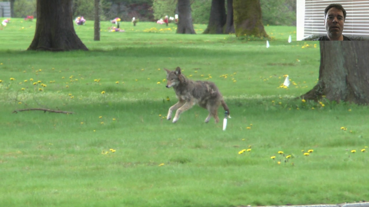Coyote With A Possible Broken Leg - YouTube