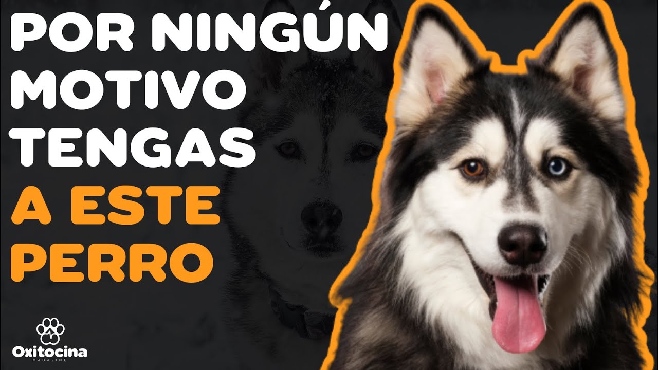 HUSKY SIBERIANO: 7 RAZONES para NO TENERLO - YouTube