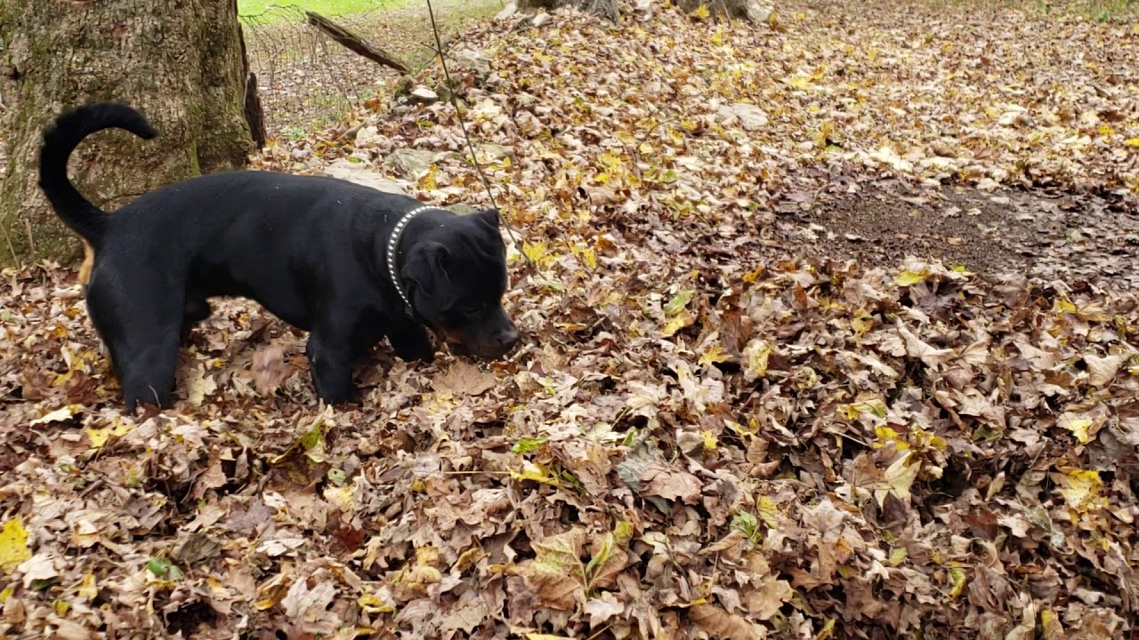 November 4, 2018 - YouTube