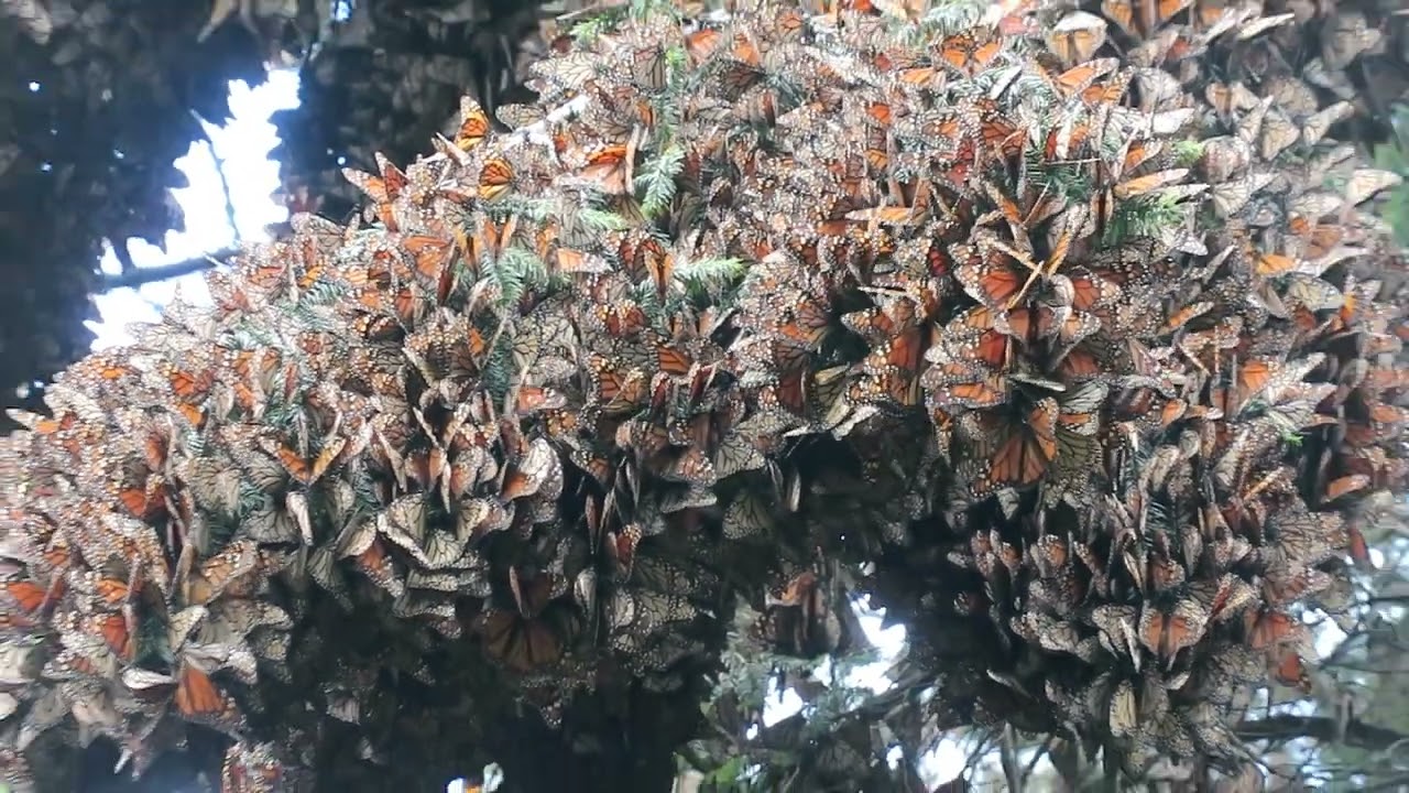 Branches Filled With Overwintering Monarchs - YouTube