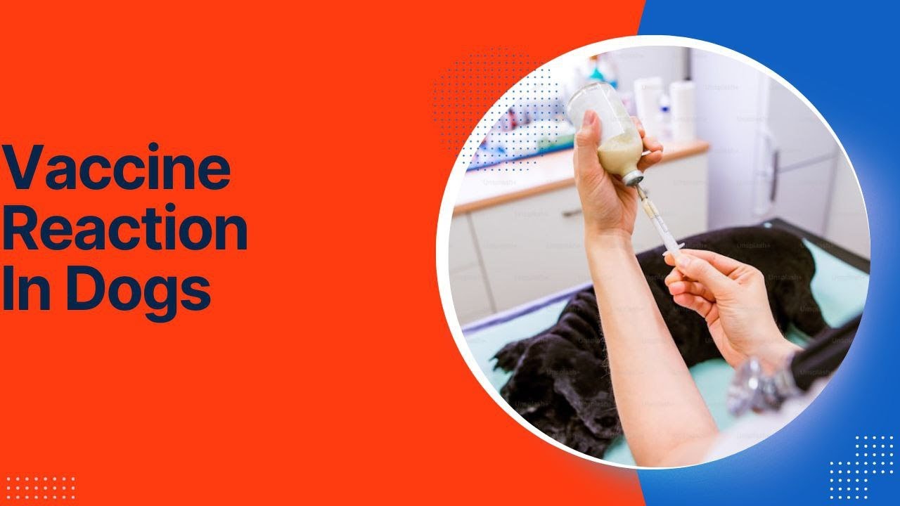 Veterinary tips:" Vaccine Reactions in Dogs: What you need to know ...