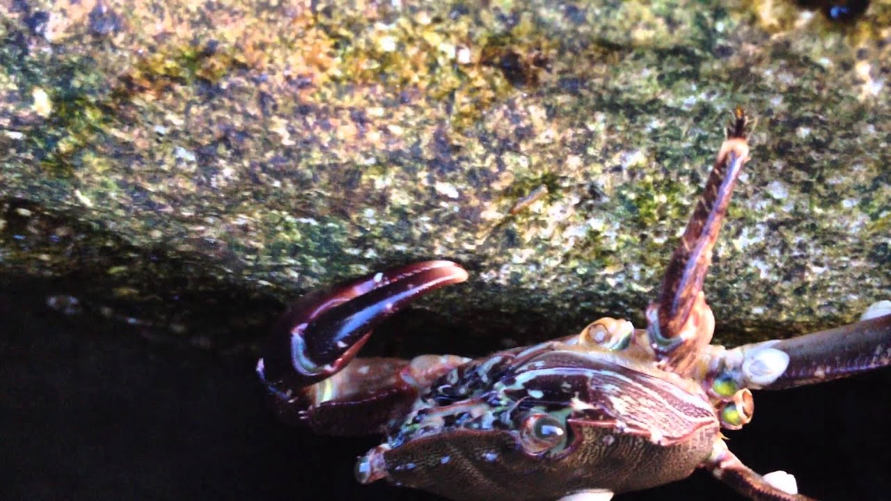 Морски рак - YouTube