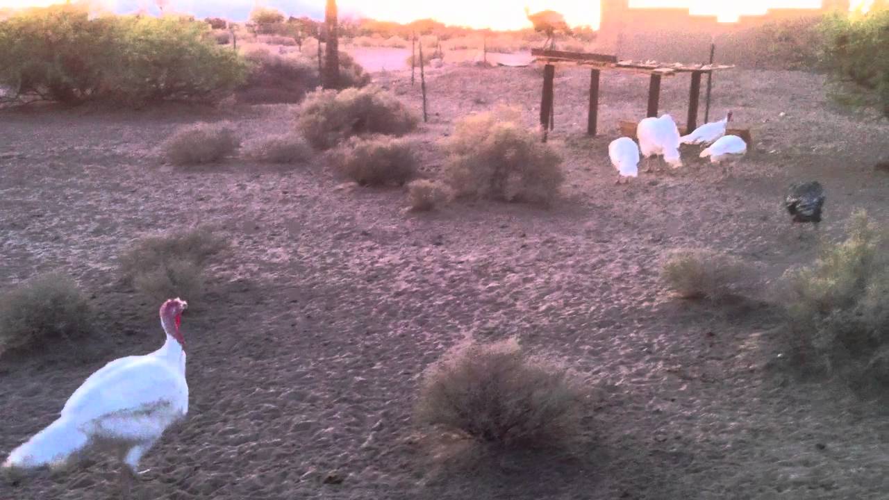 Turkeys at 4 months old - YouTube