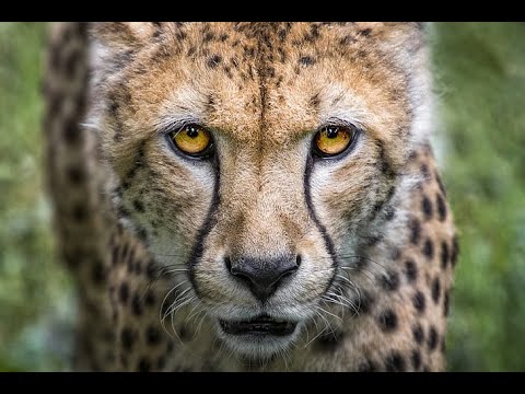 Cheetah - Predator Documentary - YouTube