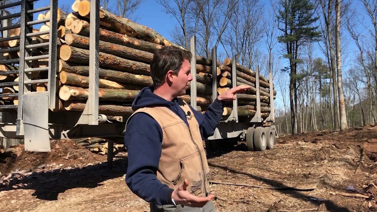 What is a pulpwood timber harvest? - YouTube