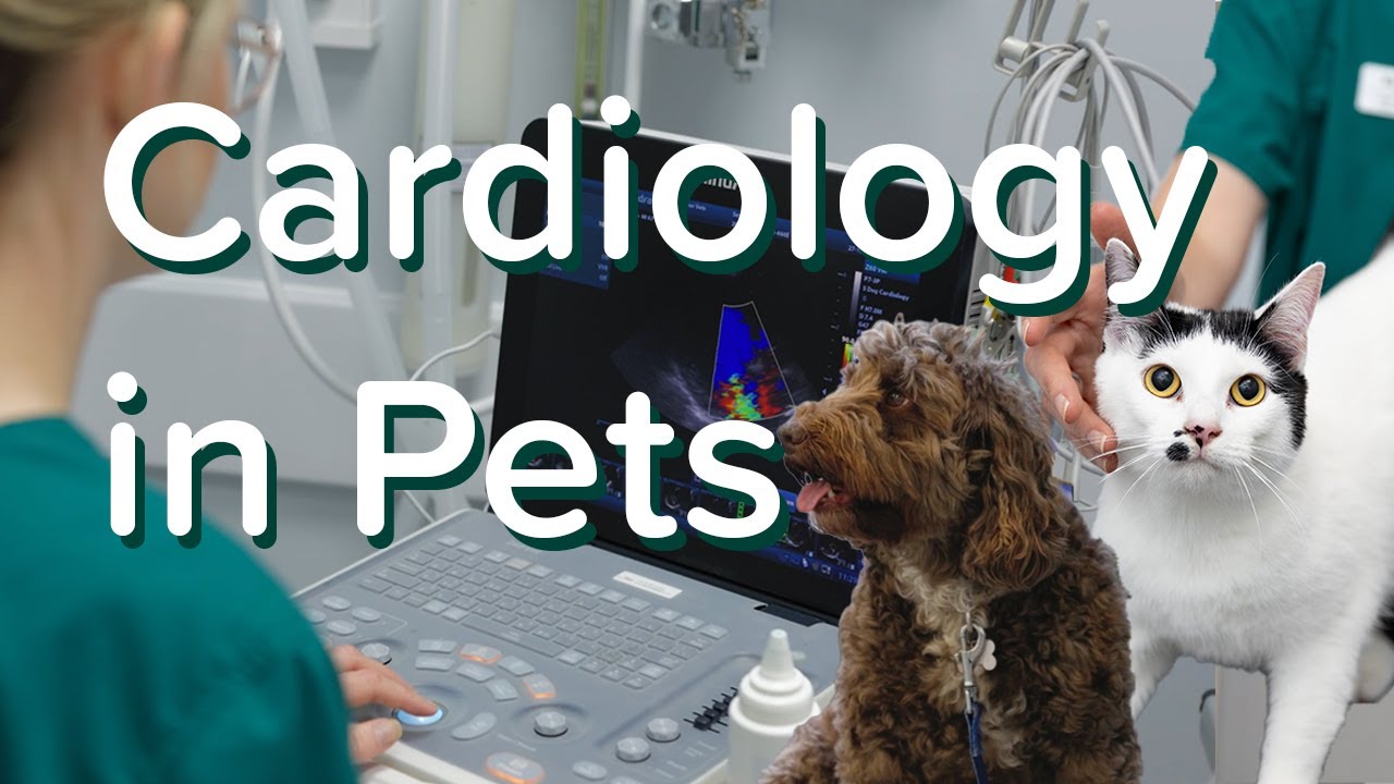 Cardiology in Pets at James Horner Vets - YouTube