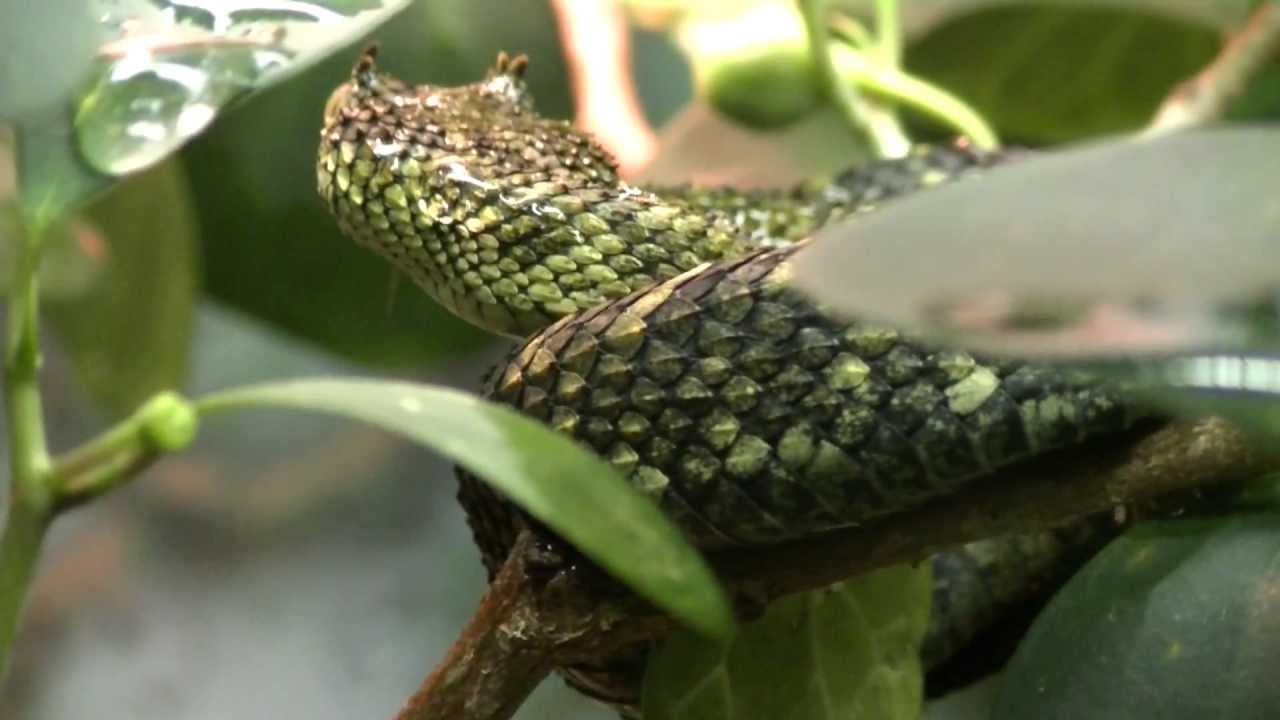 Denver Zoo Horned Bush Viper - YouTube