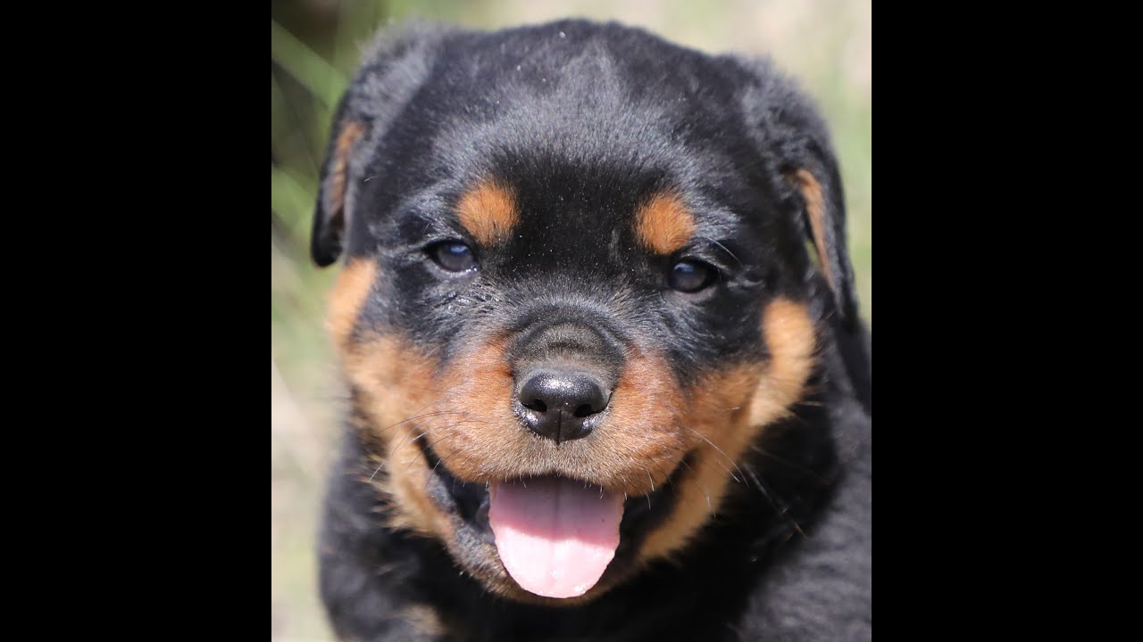 Baby Rottweilers with Mother at 4 weeks old - YouTube