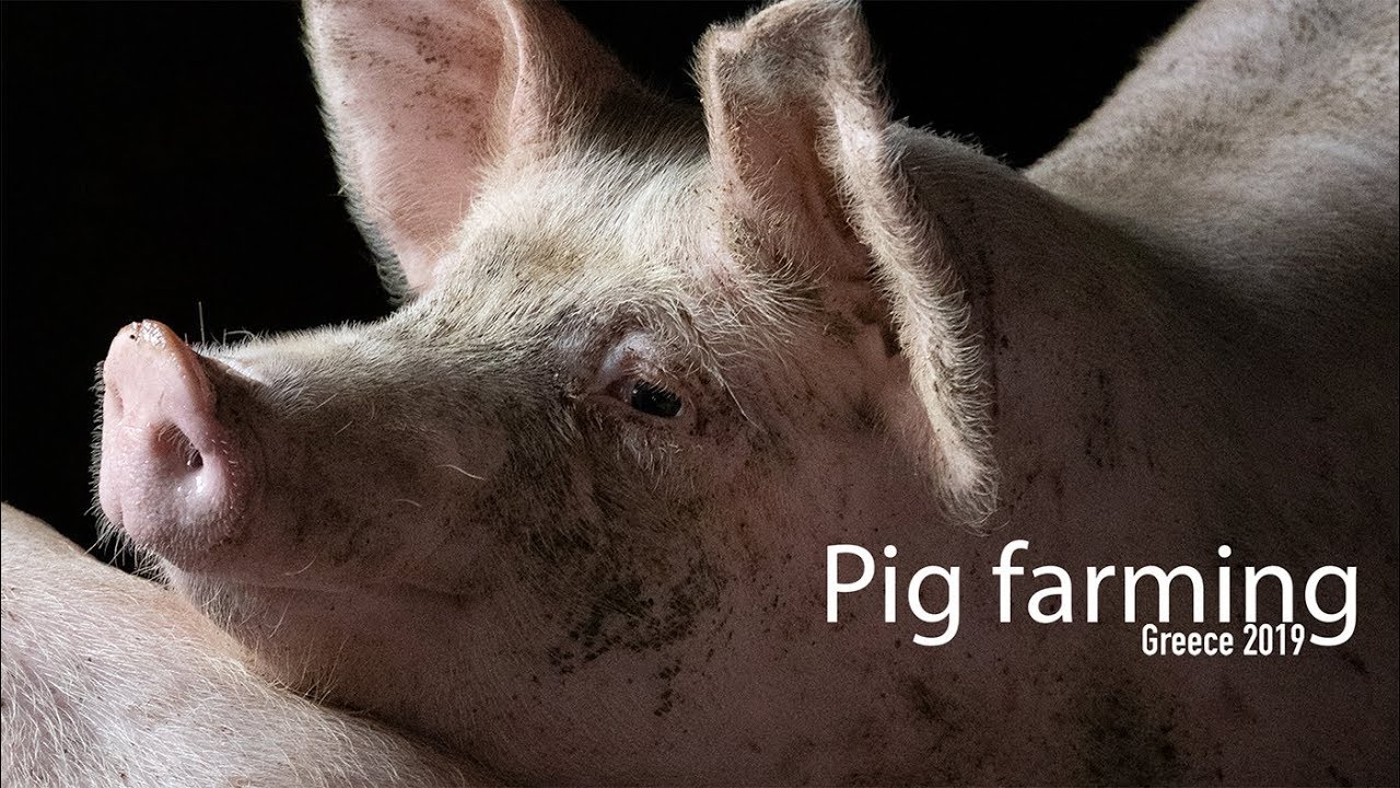 PIG FARMING IN GREECE - 2019 - YouTube