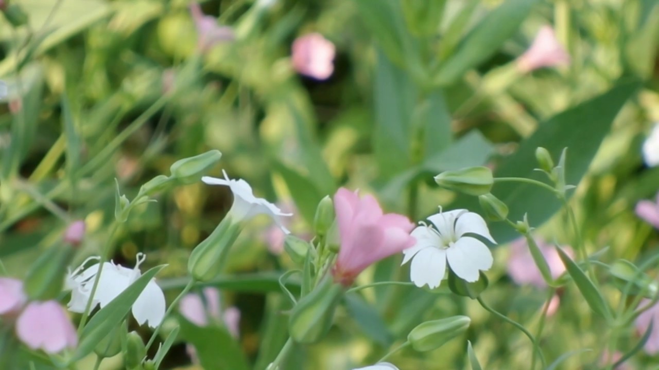 เมย์เมียว (May-mieow) - Vaccaria Pyramidata 14 - YouTube