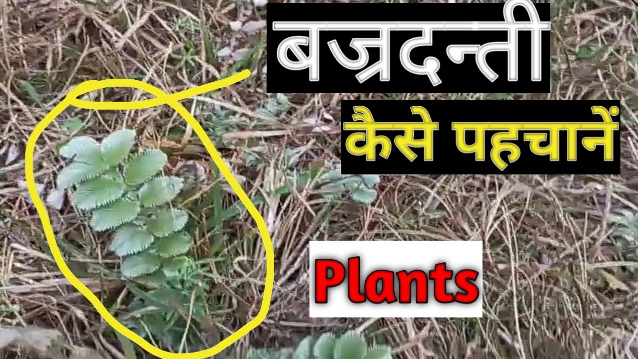 Vajradanti Plant || बज्रदन्ती का पौधा कैसा दिखता है, और कहां मिलता है ...