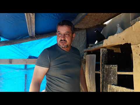 01 ADANA GÜVERCİNİNE SEMİZ OTU (PİRPİRİM) YEDİRDİK