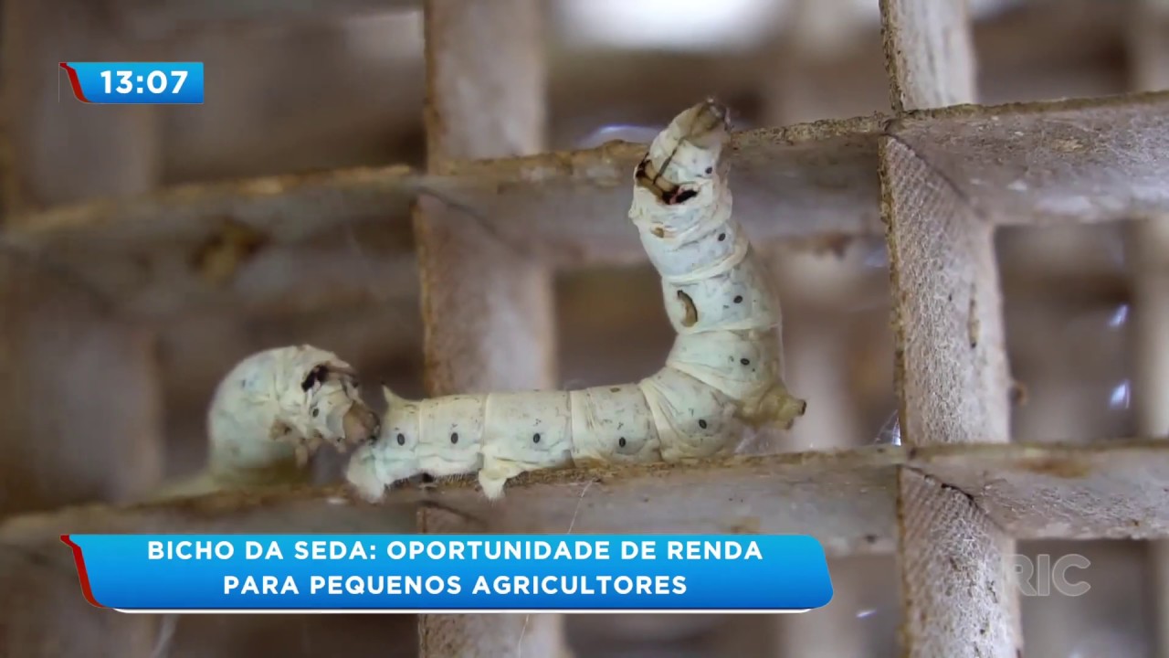 Bicho da seda: oportunidade de renda para pequenos agricultores - YouTube