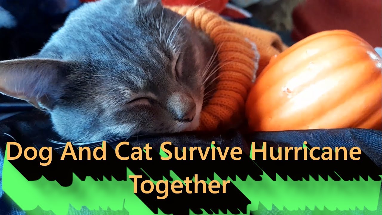 Dog And Cat Survive Hurricane Together! - YouTube
