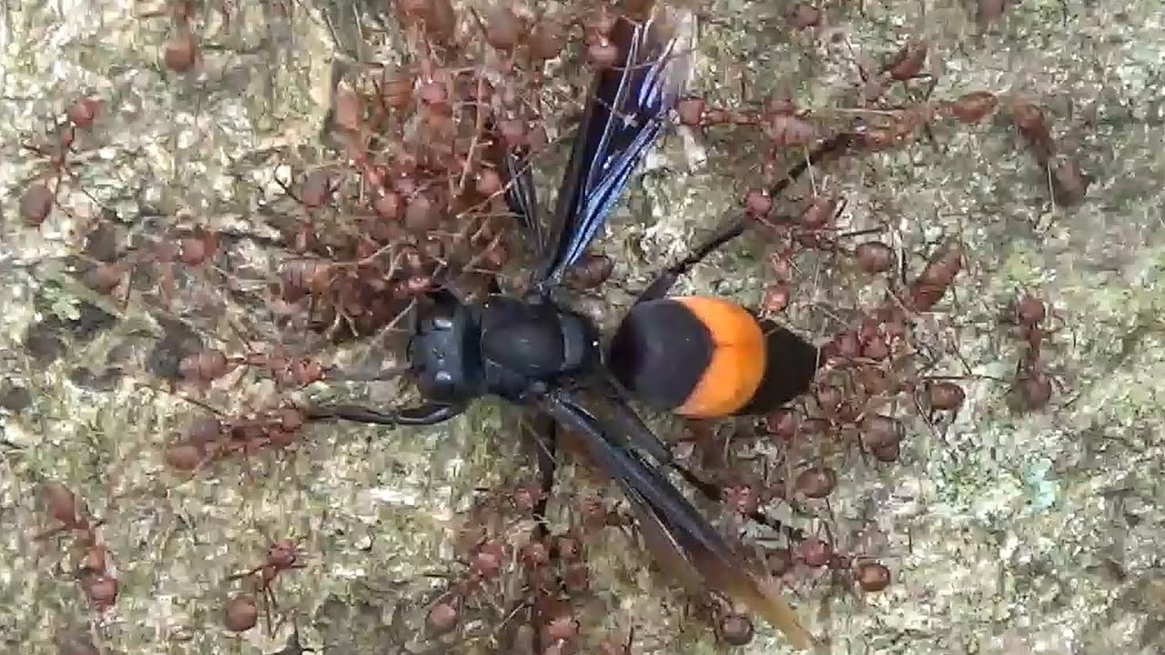 Weaver Ants caught a big hornet and are pulling it up a tree - YouTube