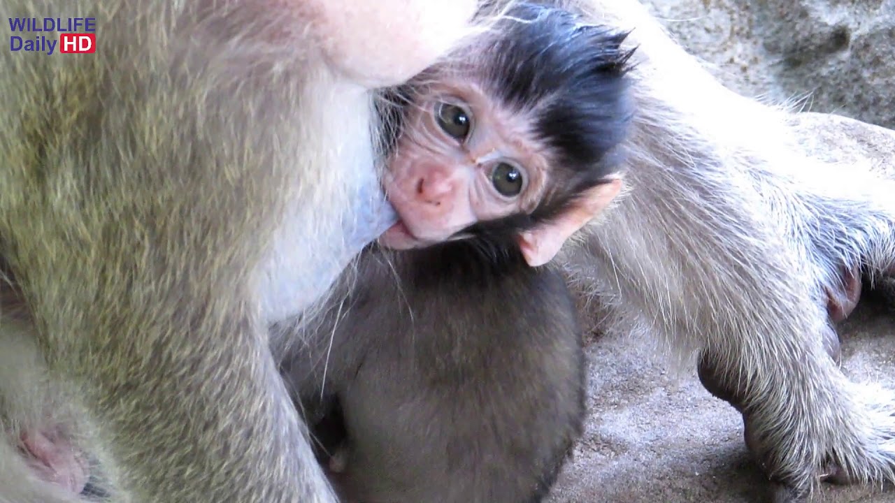 Daniela Baby Monkey And Dana Mother Monkey Are Very Hungry After ...
