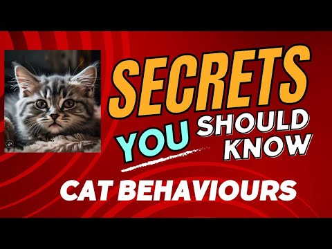Decoding Cat Behavior|What's Behind Their Strange Behaviours|Cat's Love ...
