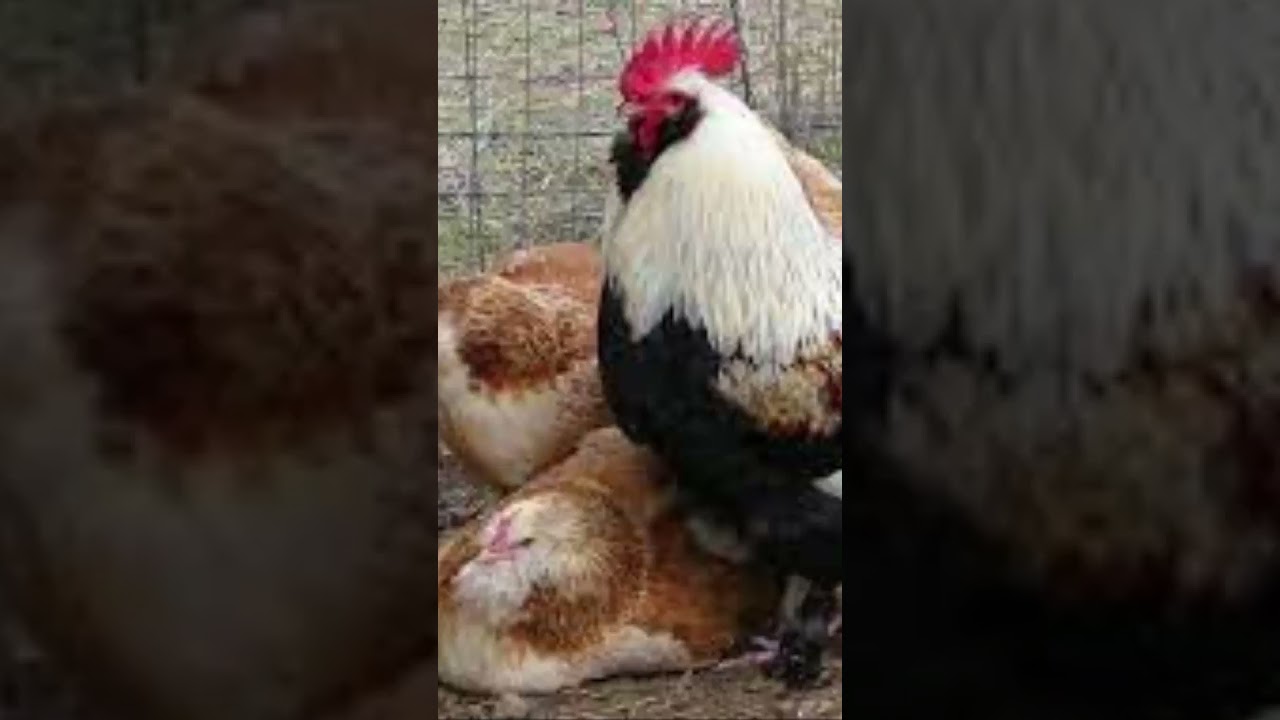 سلالات الدجاج faverol دجاج فافيرول تبارك الله - شبكة رواد المستقبل