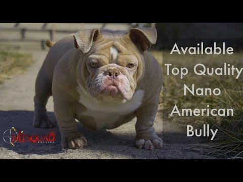 INSANE NANO EXOTIC AMERICAN BULLY ADULT FEMALE micro bully - YouTube