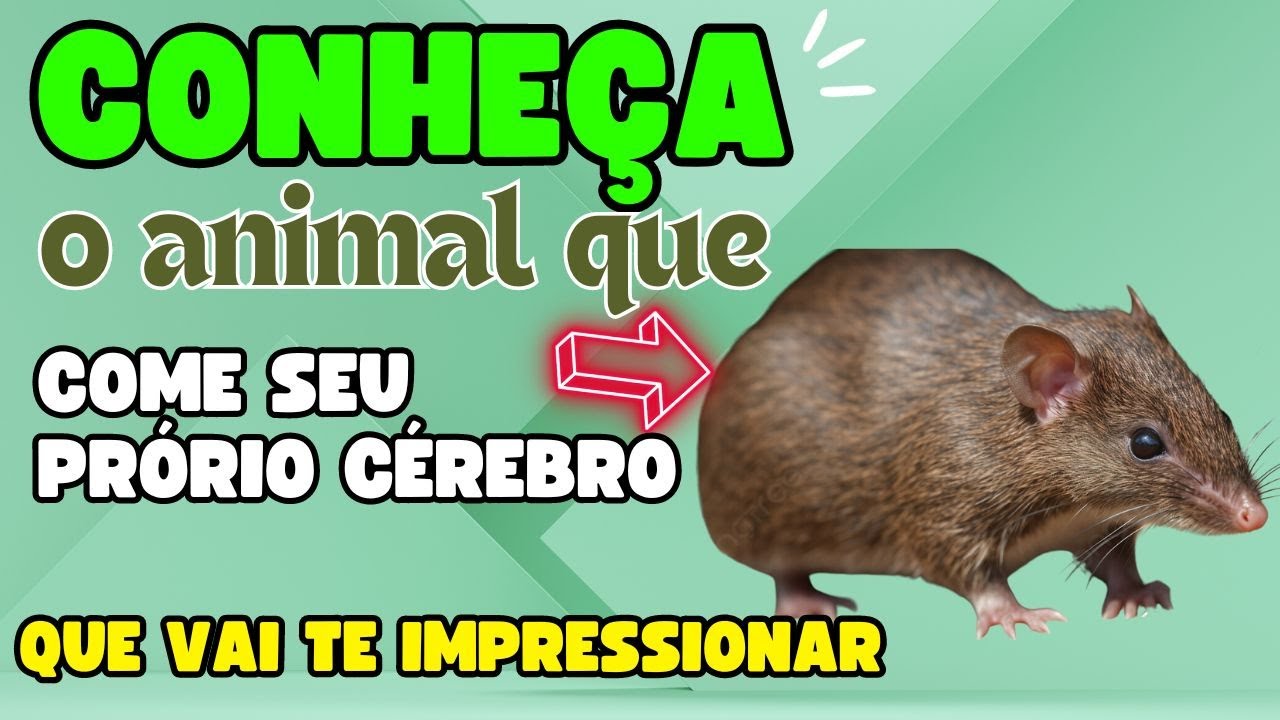 Conheça o Animal que Come o Próprio Cérebro A Surpreendente História do ...