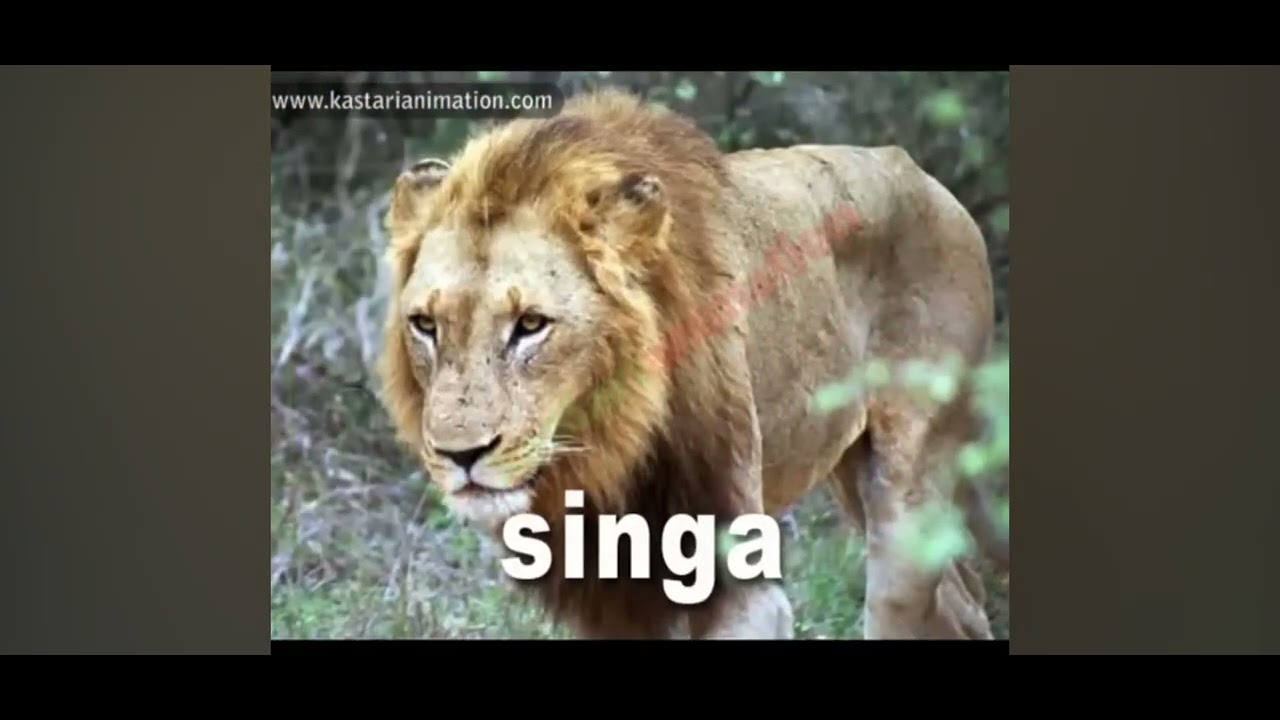 Singa - YouTube